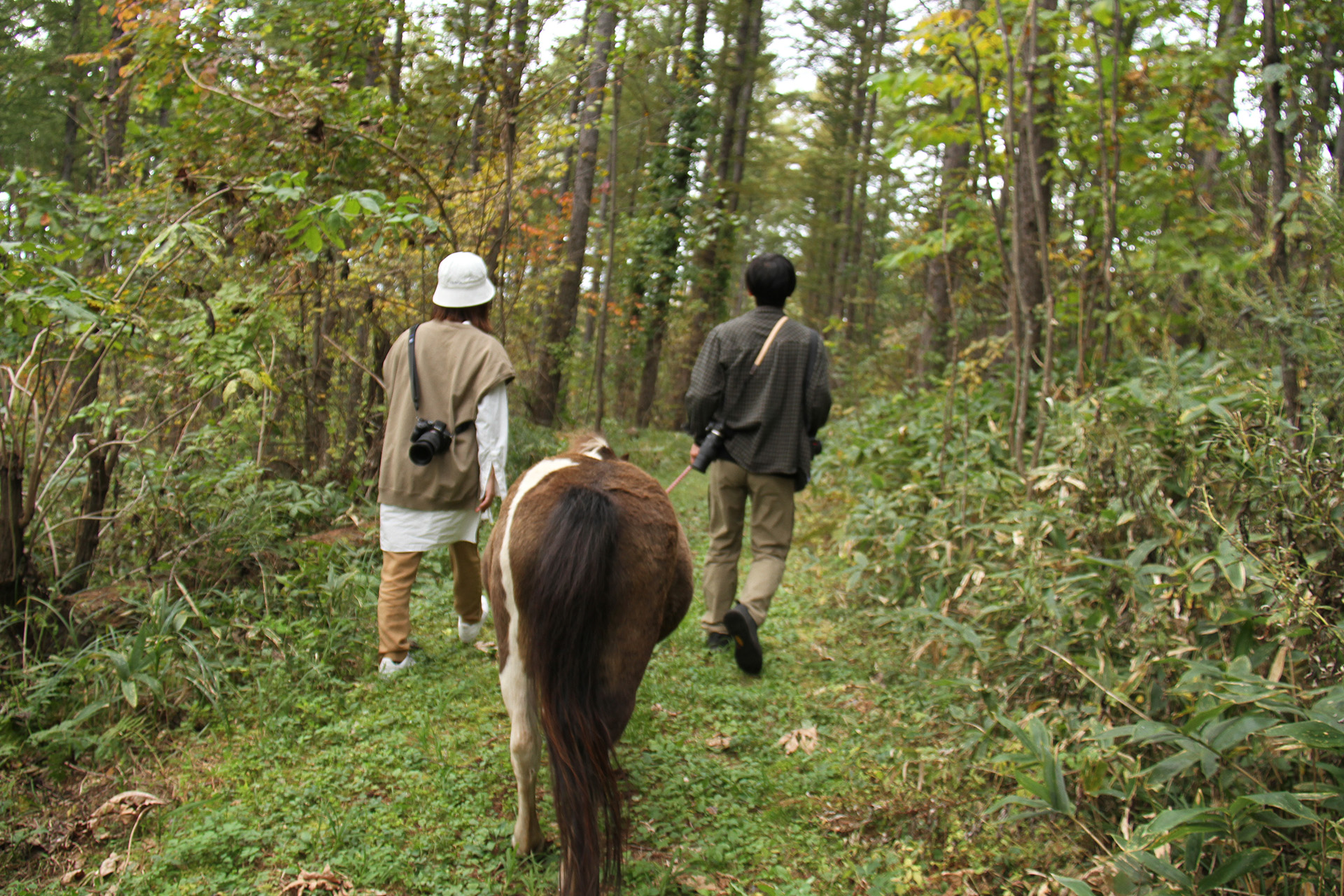 Pony Walking and Forest Bathing Cafe - Slow Travel HOKKAIDO