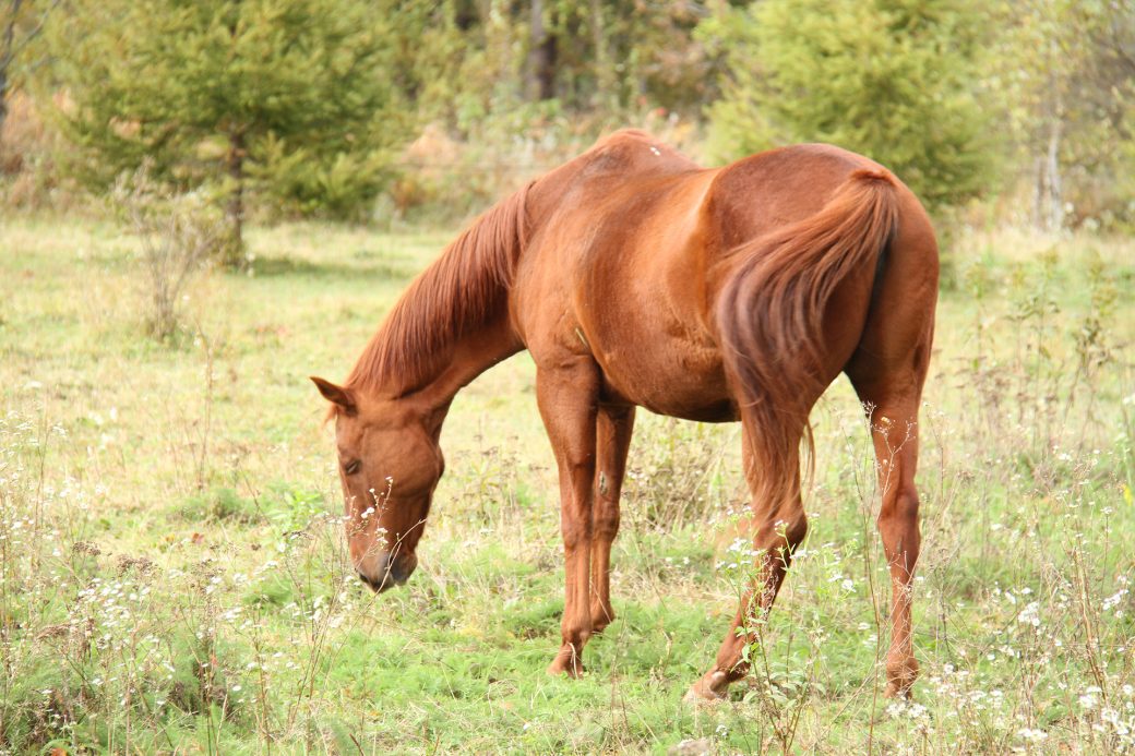 Pony Walking and Forest Bathing Cafe - Slow Travel HOKKAIDO