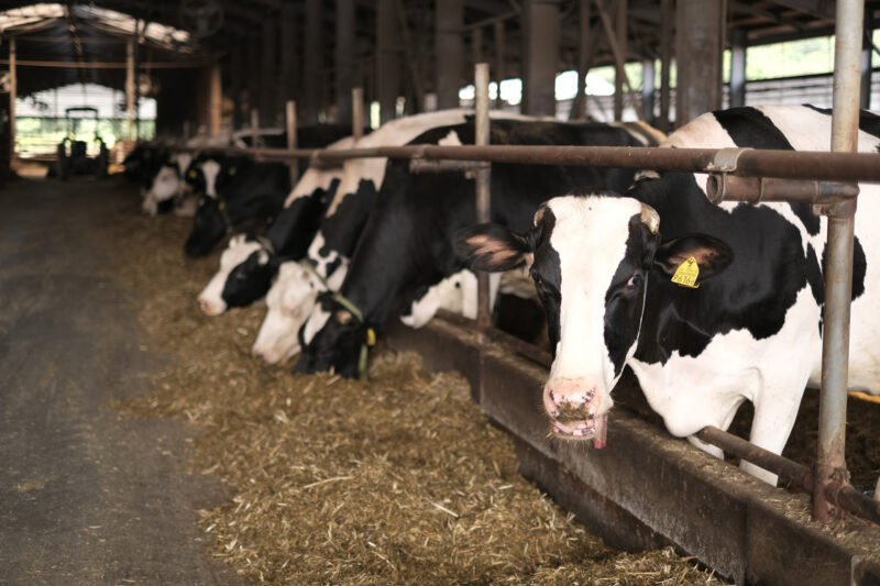 Shintoku Town Dairy Farm and Cheese Factory Tour - Slow Travel HOKKAIDO