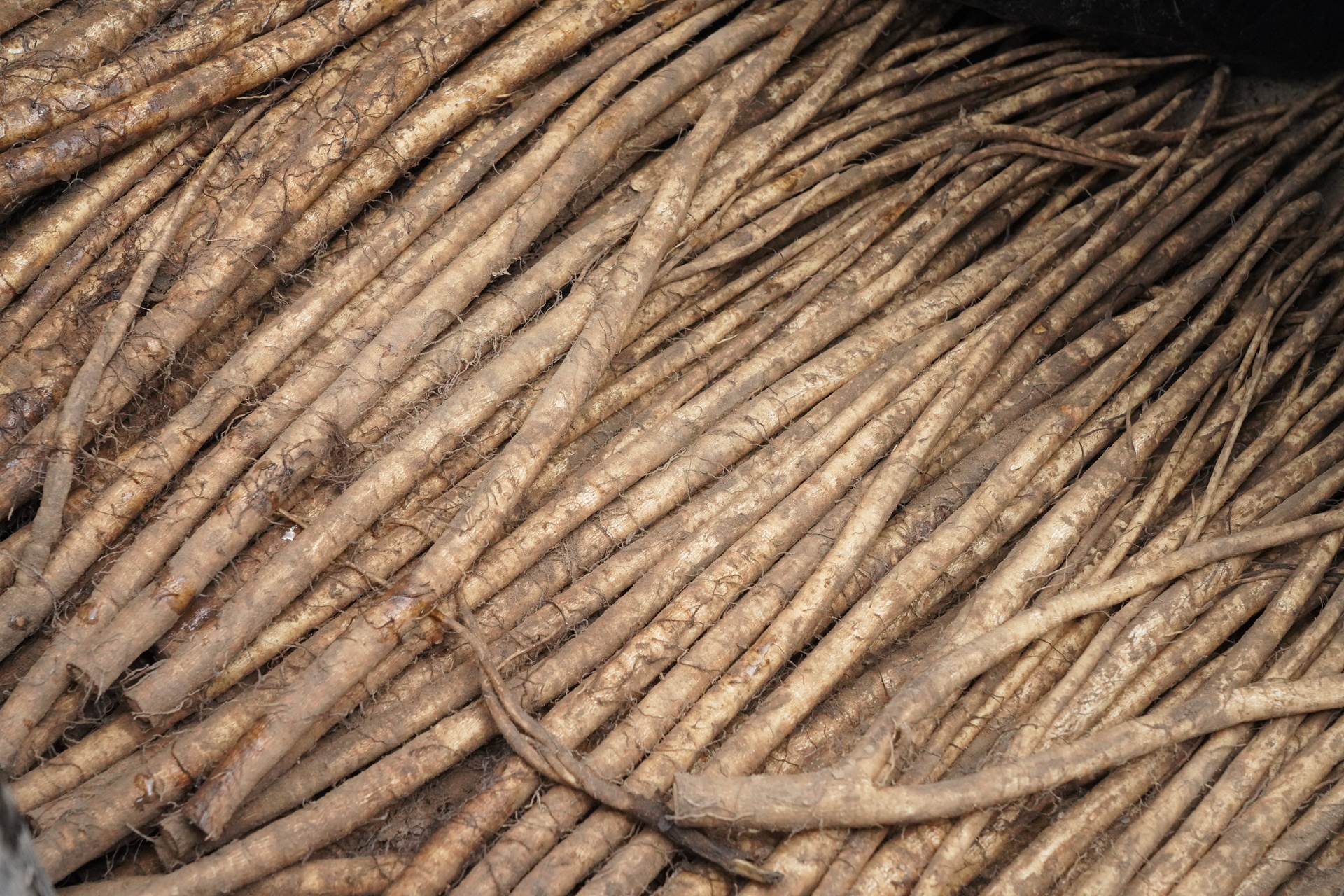 Mitsui Farm Vegetable Sorting and Farm Lunch - Slow Travel HOKKAIDO