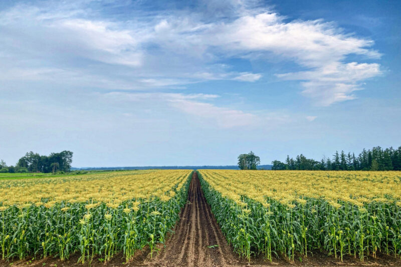 Tokachi Beans and Vegetable Farms Gastronomy Tour - Slow Travel HOKKAIDO