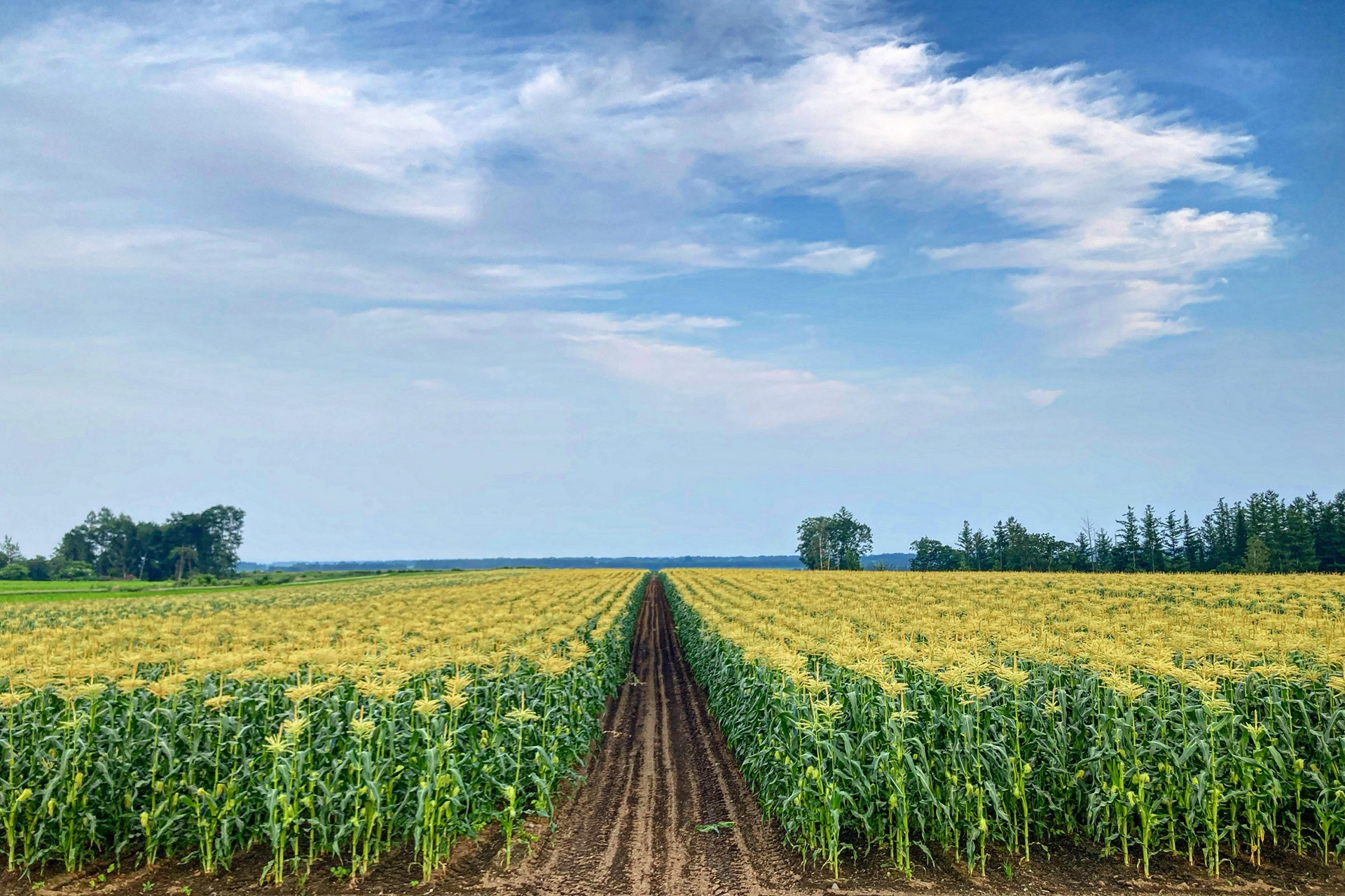 Tokachi Beans and Vegetable Farms Gastronomy Tour - Slow Travel HOKKAIDO