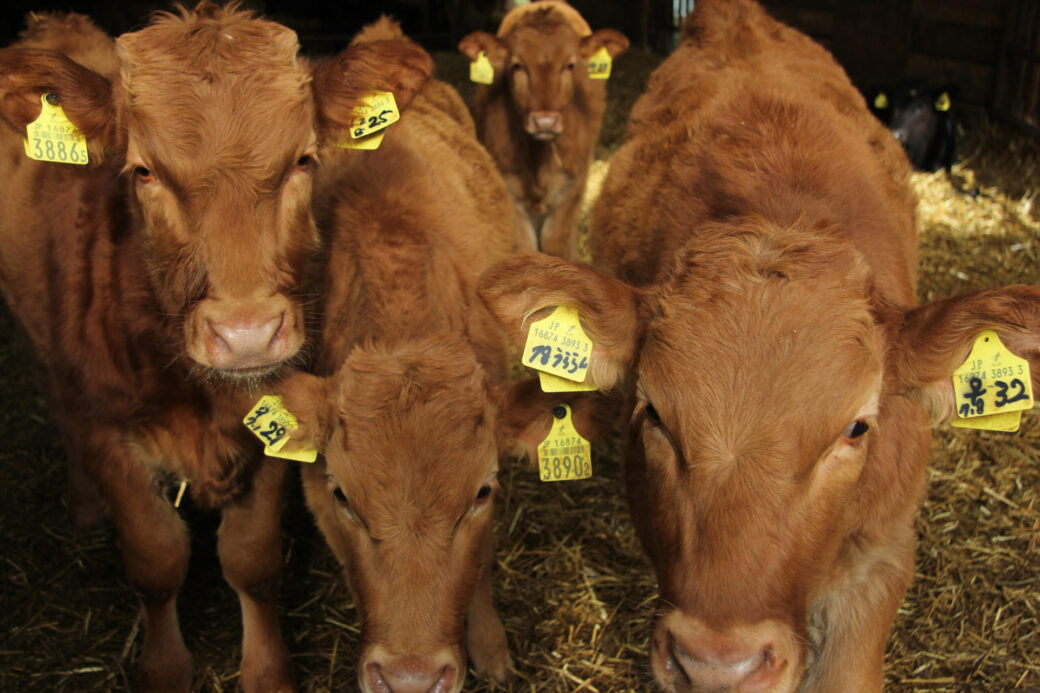 Tokachi Cattle Farms and Deer Leather Gastronomy Tour - Slow Travel ...