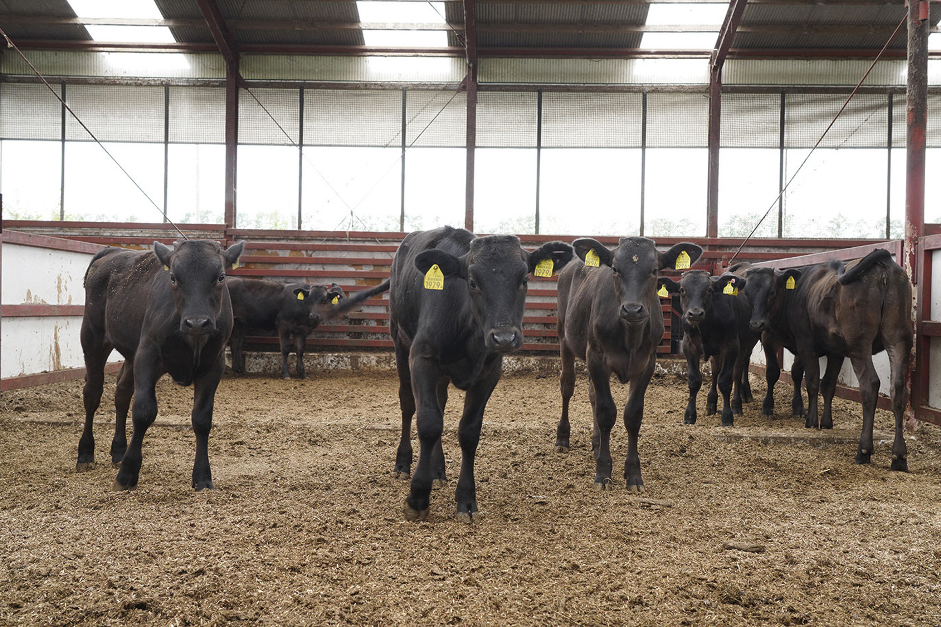 Endo Livestock Tour and Wagyu Pizza Lunch - Slow Travel HOKKAIDO